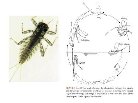 Insect Classification Lab15 Ppt
