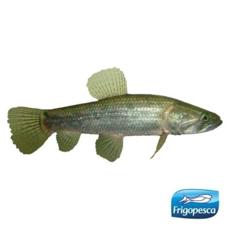 TraÍra Eviscerada 600 1000g Congelada Frigopesca Kg