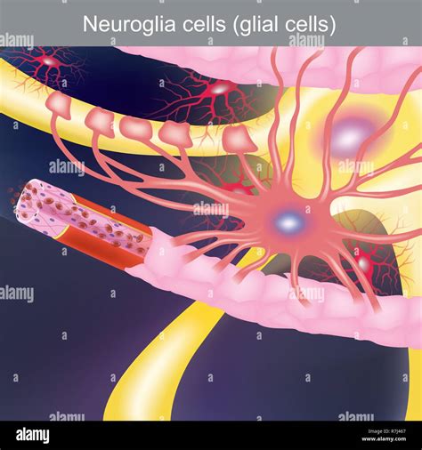 Celula Neuroglia