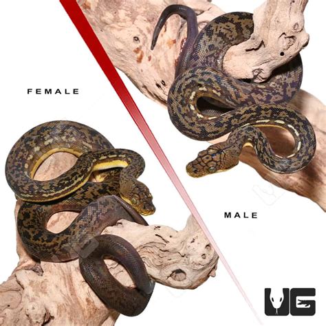 Timor Python Pair Malayopython Timoriensis For Sale Underground