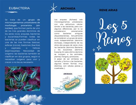 Los 5 Reinos Tríptico Ilustrativo Esquemas Y Mapas Conceptuales De