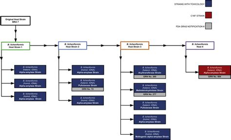 Bacillus Licheniformis Bra7 Safe Strain Lineage Ssl Diagram Showing