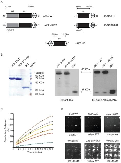 A Schematic Representation Of The Proteins Encoded By The Different Download Scientific
