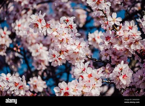 Flowering Almond Tree In Early Spring Gellért Hill Budapest Hungary