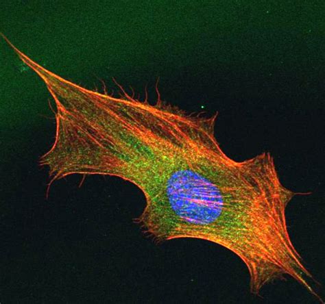 danish bioimaging newsletter summer 2023 danish bioimaging network