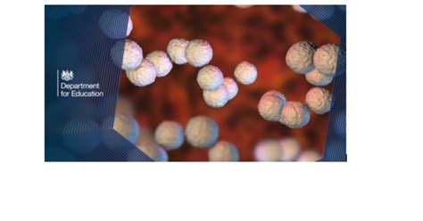 Strep A Factsheet Educational Diversity