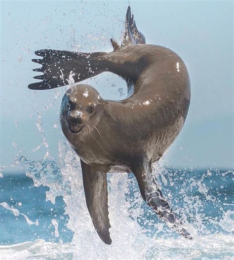 Sea Lion Meme