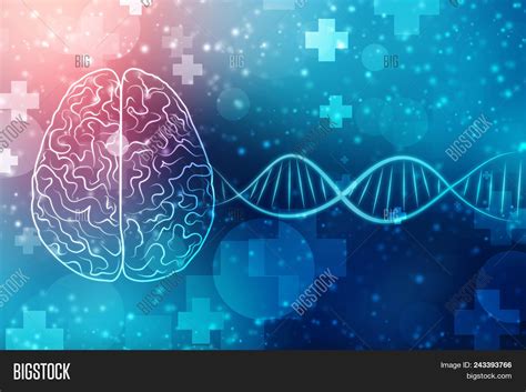 Human Brain 2d Image And Photo Free Trial Bigstock