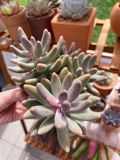 Pachyphytum Ganzhou completely unscathed from the mail : r/succulents
