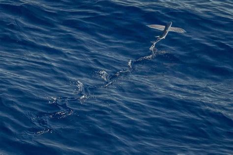 How Flying Fish Glide Over Ocean Waves Alongwalker
