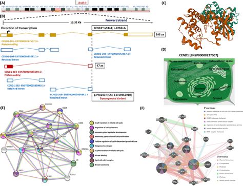 The Computational Bioinformatic Tools Of The Ccnd1 Gene A The