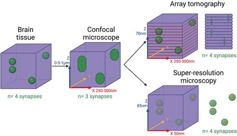 Limitations Of Confocal Microscopy For 3d Synaptic Imaging Diagram Download Scientific Diagram