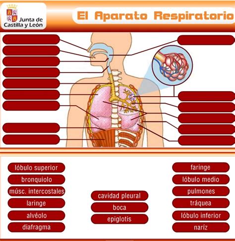 Ciencia Tecnología y Ambiente en Santa Anita Sesión Sistema Respiratorio