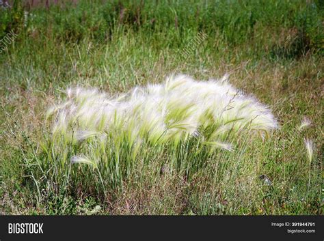 Feather Grass Meadow Image And Photo Free Trial Bigstock