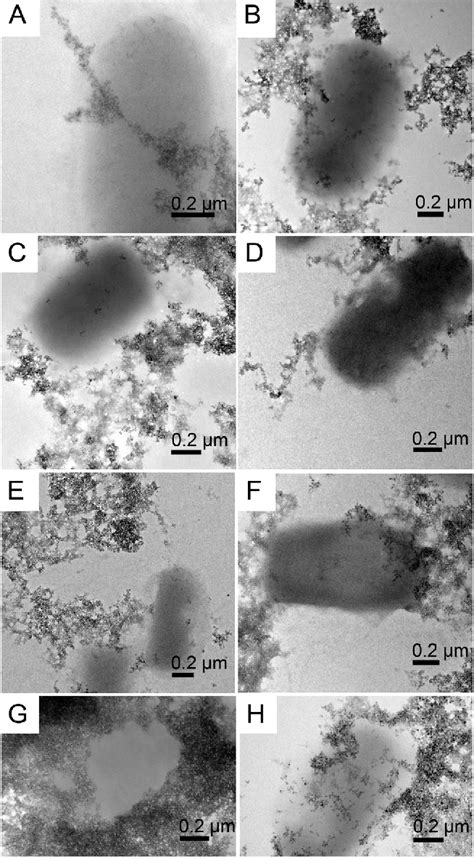 Figure 1 From Biotemplated Synthesis Of Magnetic Filaments Semantic