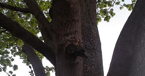 The Tree Outside Is A Spooky Cyclops Imgur