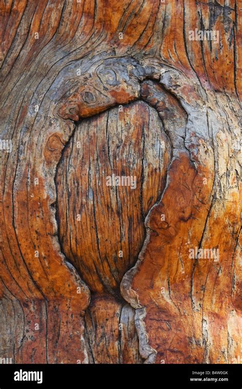 Lebanese Cedar Wood