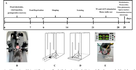 Figure 1 From Temporally Interfering Electric Fields Brain Stimulation