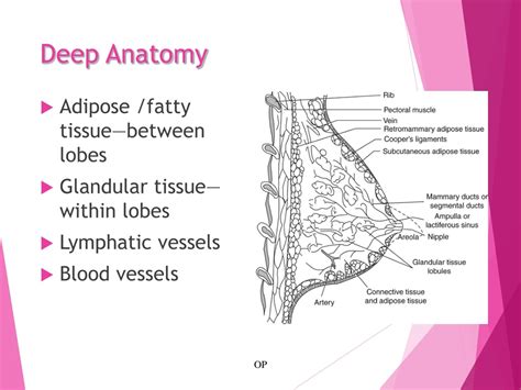 Ppt Anatomy Physiology And Pathology Of The Breast Powerpoint