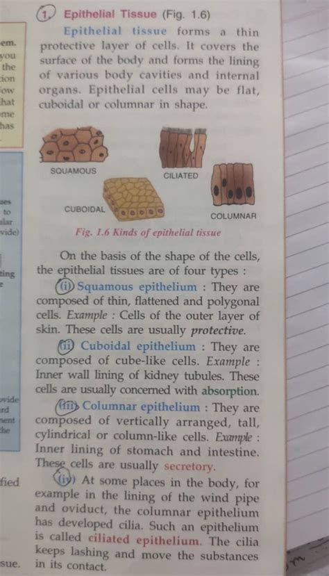 Epithelial Tissue Fig 1 6 Epithelial Tissue Forms A Thin Protective La