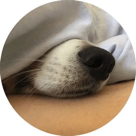 “django” Stickers Set For Telegram