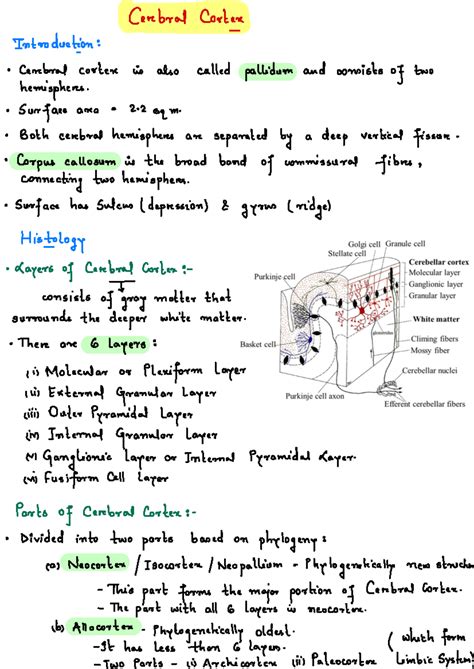 Cerebral Cortex Ideas And Notes About The Neuroanatomy System Cerebral Cortese