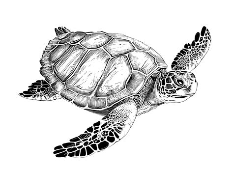 Premium Vector A Black And White Drawing Of A Sea Turtle
