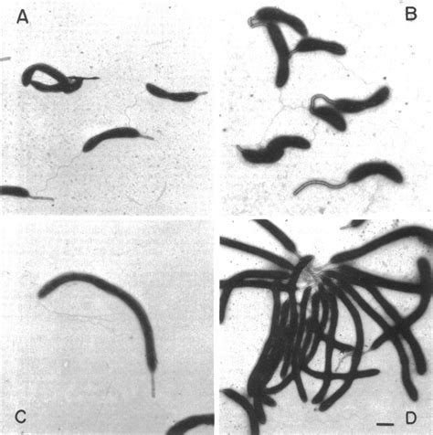 C Crescentus Filaments Formed After 3 H A B And 6 H C D Ofgrowth Download Scientific