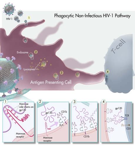 Mannose Receptor J Roberto Trujillo Chairman And Ceo Neurocytonix Inc