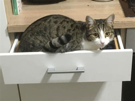 Codcat Obsessed Disorder Part Two Thats My Cat Sophia Shes The