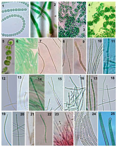 Molecular Characterization Of Twenty Five Marine Cyanobacteria Isolated
