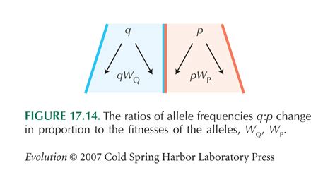 Evolution Figures Chapter 17