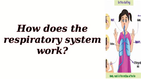 How Does The Respiratory System Work Youtube