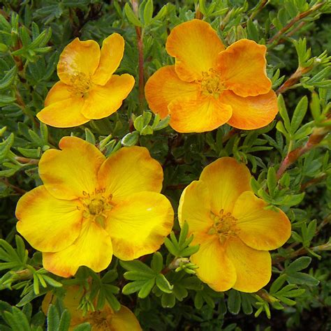 Shop Potentilla Fruticoa Collection Shrub For Less From J Parkers
