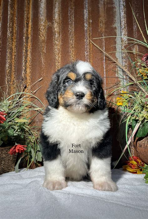 Rusty Reserved Ftmason Bernedoodles