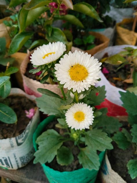 Tekeyah Singh Pictures Photos Download The Best Free Tekeyah Singh