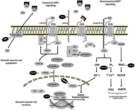 Schematic Representation Of The Canonical Wntβ Catenin And