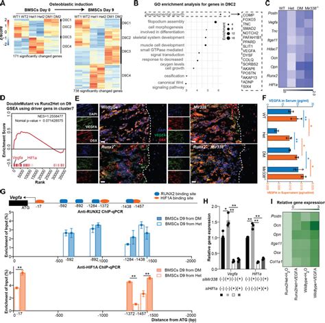 Inhibition Of Mir338 Rescues Cleidocranial Dysplasia In Runx2 Mutant Mice Partially Via The