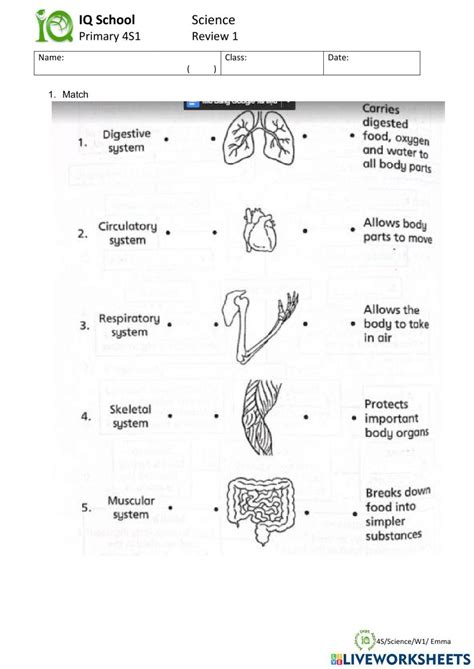 Human Body Systems Online Worksheet Live Worksheets Worksheets Library