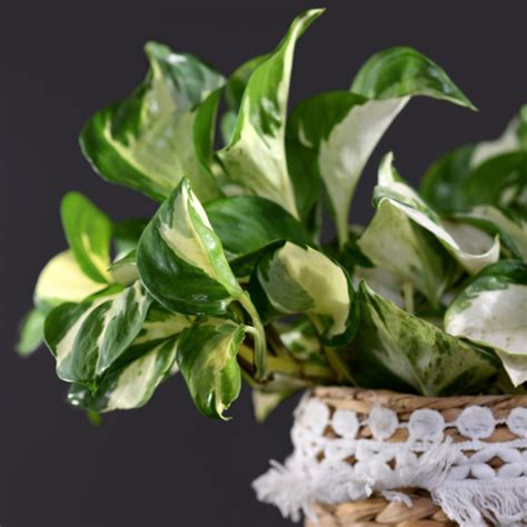 Types Of Pothos Plants Varieties And Care Tips