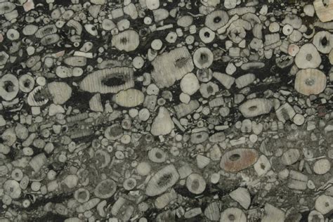 10 2 Fossil Crinoid Stems In Limestone Slab 242683 For Sale