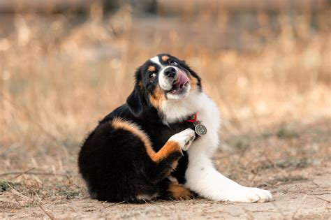 What Causes Pododermatitis In Dogs