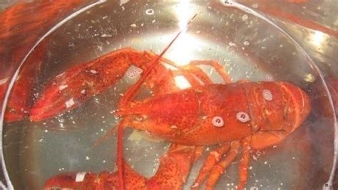 Petition · House of Representatives : Law/Bill to prohibit boiling lobsters while alive · Change.org