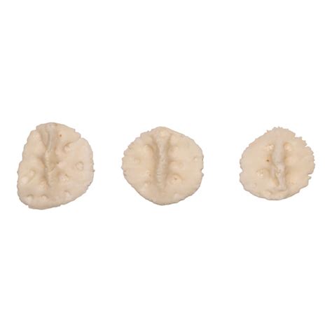 Real American Alligator Osteoderm For Sale — Skulls Unlimited