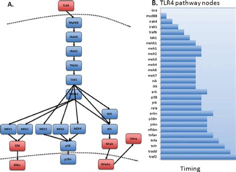 A Simplified Tlr4 Network Treated As A Boolean Network Each Node