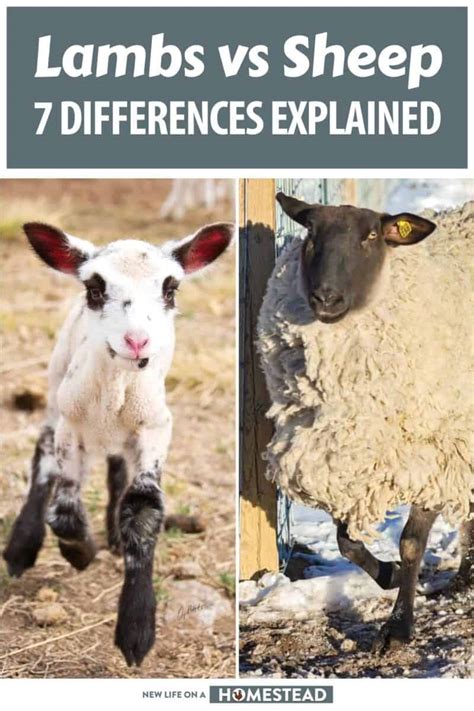Lambs Vs Sheep 7 Differences Explained