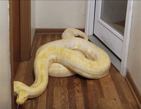 Burmese Python Full Grown