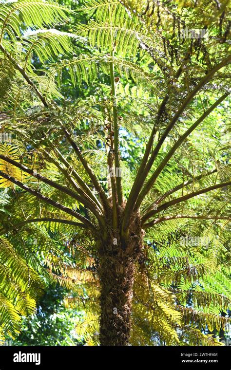 Australia Tree Fern Cyathea Cooperi Or Sphaeropteris Cooperi Is A