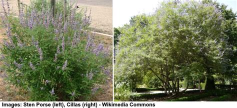 Vitex Trees Chaste Trees Types Flowers Leaves Care Pictures