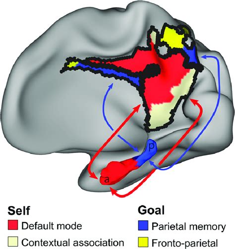 Schematic Of Parallel Self And Goal Oriented Circuits Between The Download Scientific Diagram
